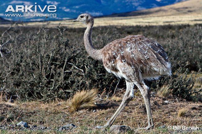 Ngó Qua Vai Darwin – Những Manh Mối Đầu Tiên – THƯ VIỆN TIẾN HÓA EVOLIT